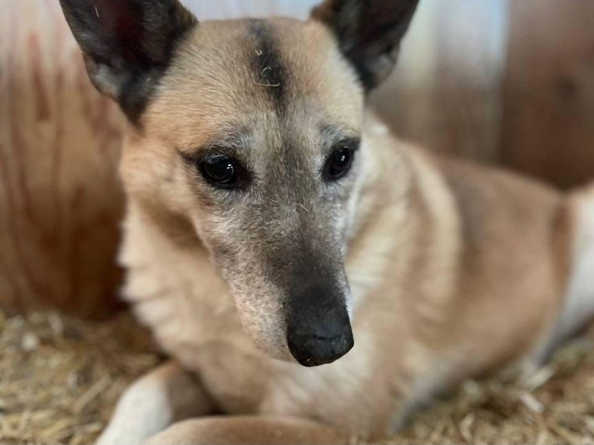 Помогите Дейзи найти дом