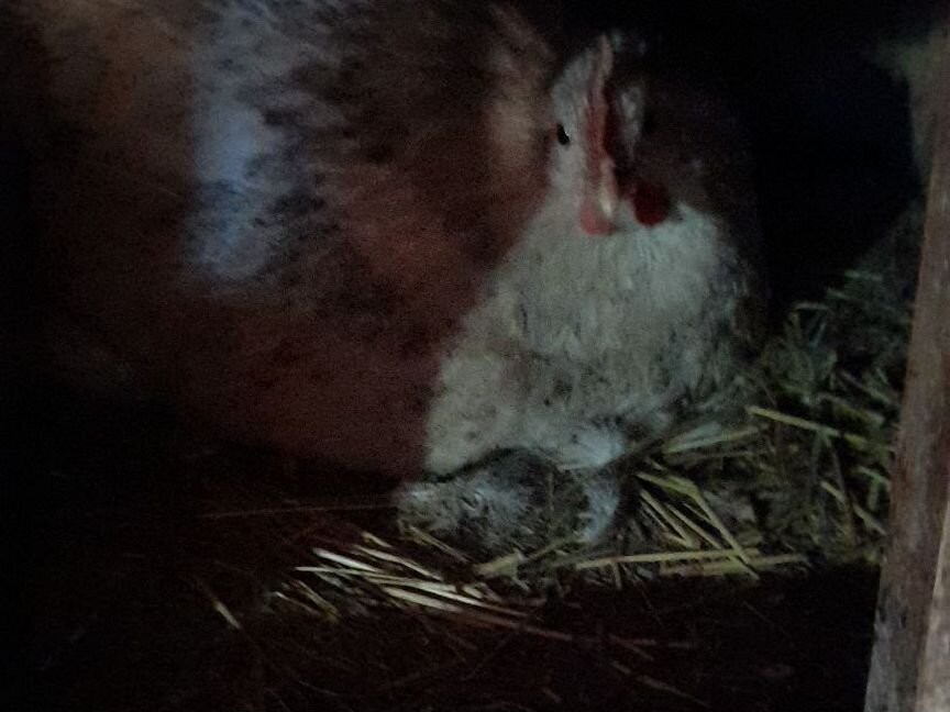 Курица наседка