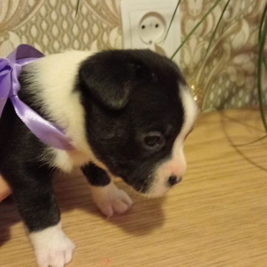 Щенки бостон терьер