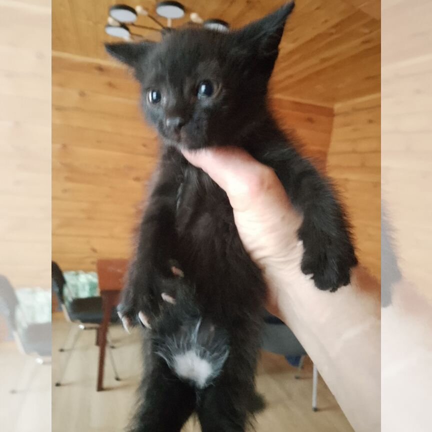 Котёнок в добрые руки