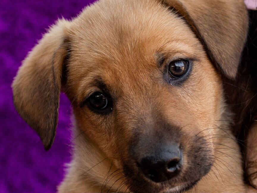 Лапушка Викки, щенок собака в дар в добрые руки