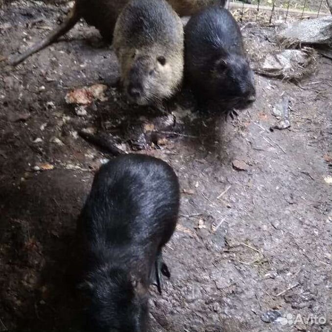 Нутрии самки