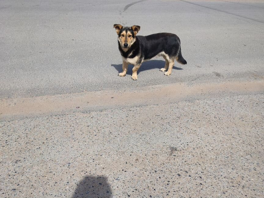 В добрые руки