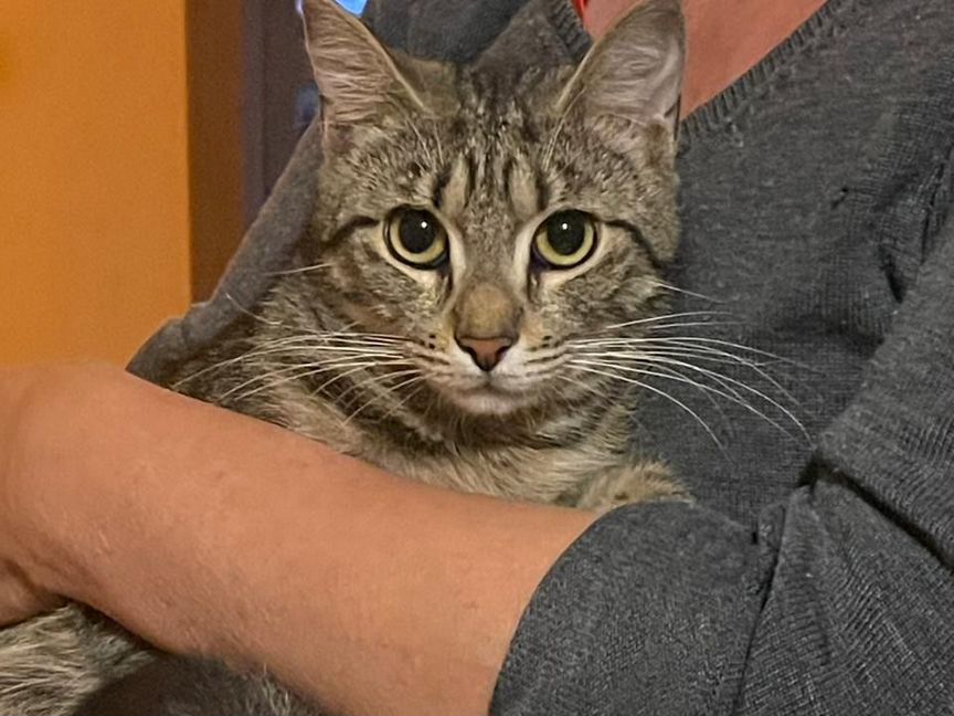 Кошка 11 месяцев