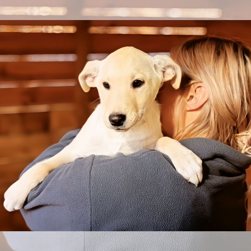 Щенок в добрые руки