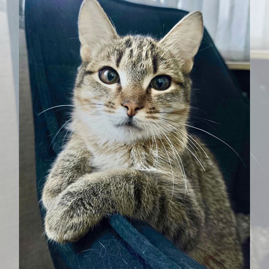 Европейский короткошёрстный котёнок