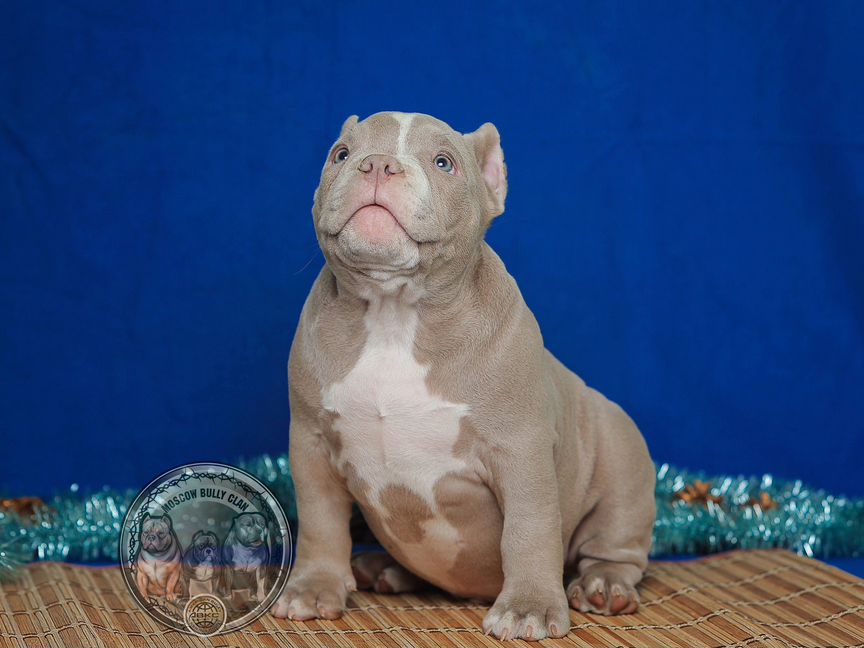 Американский булли покет щенки