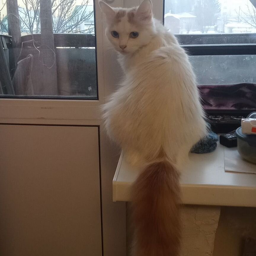 Турецкая кошка ван