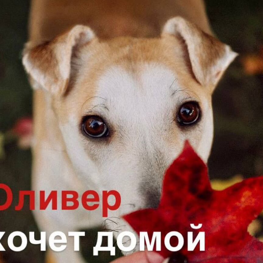 Взрослая собака в добрые руки