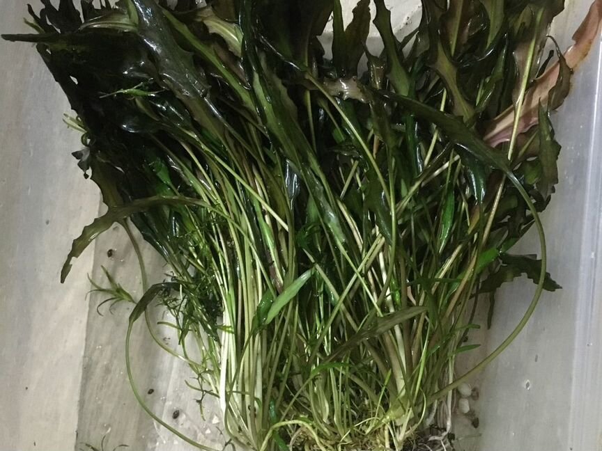 Бакопа, Роголистник, Криптокорина. Хелены, Молли