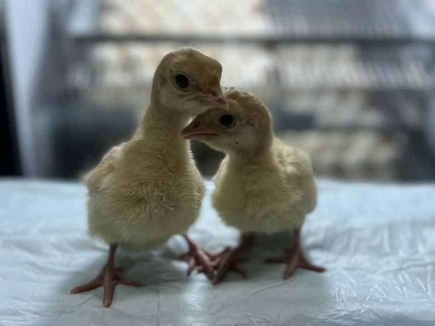 Индюшата Биг-6, Хайбрид Конвертер