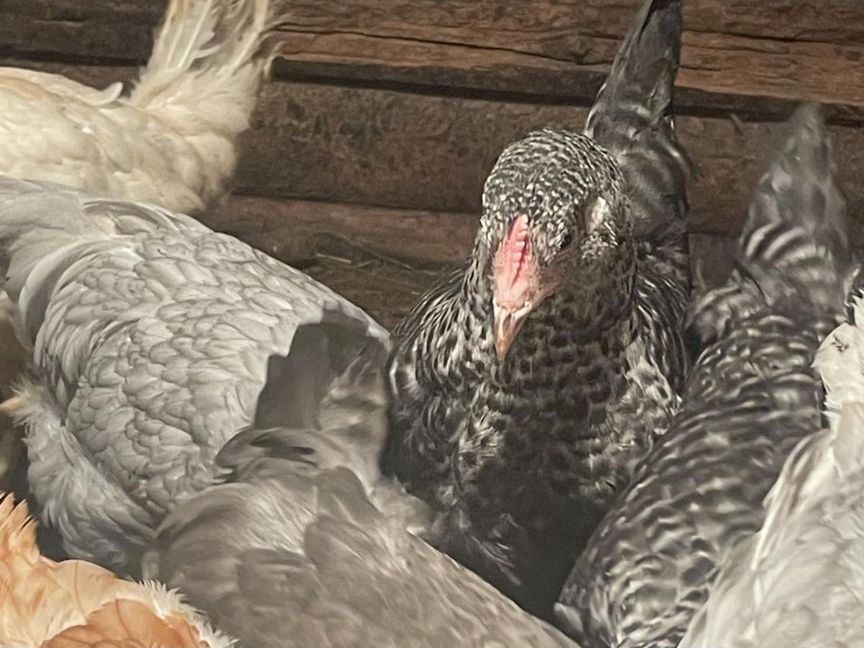 Куры молодки доминант