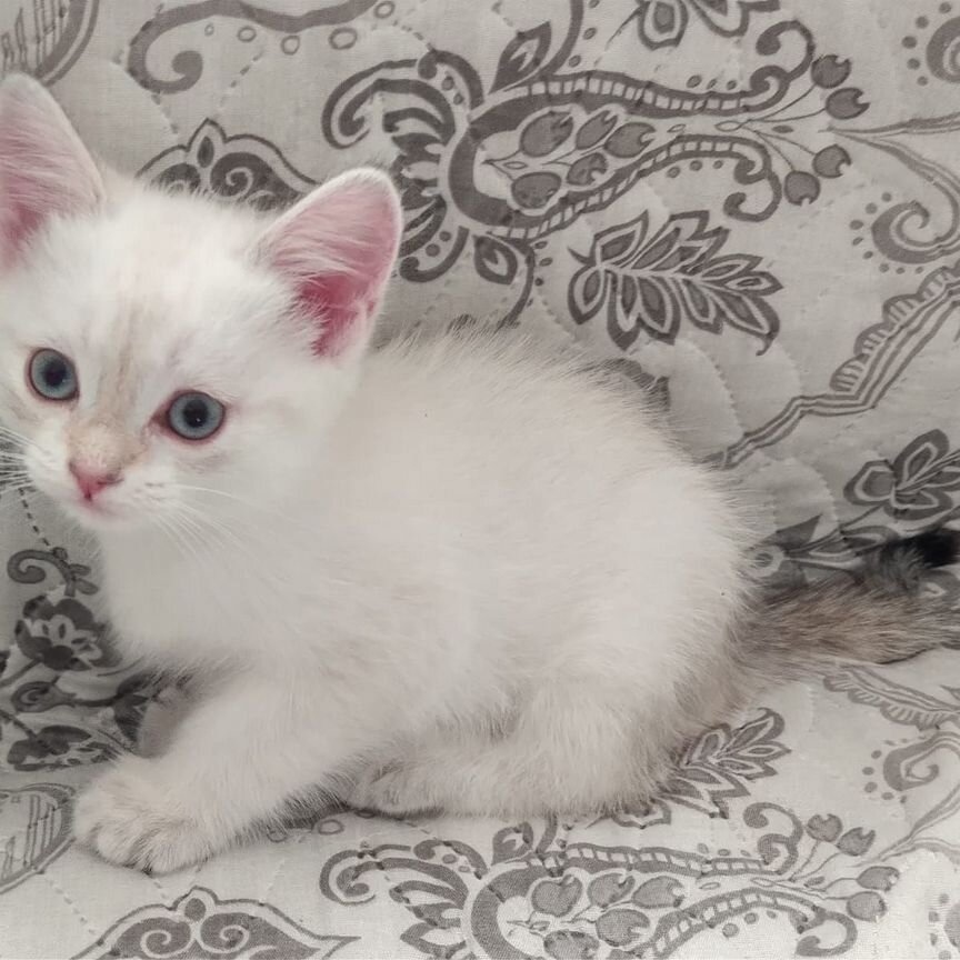 Тайские котята