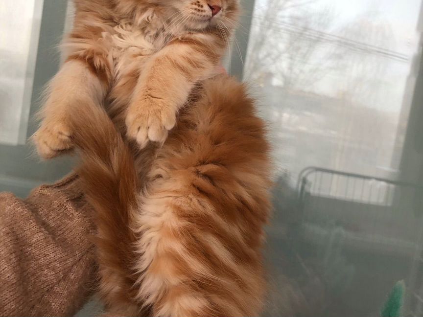 Котенок девочка