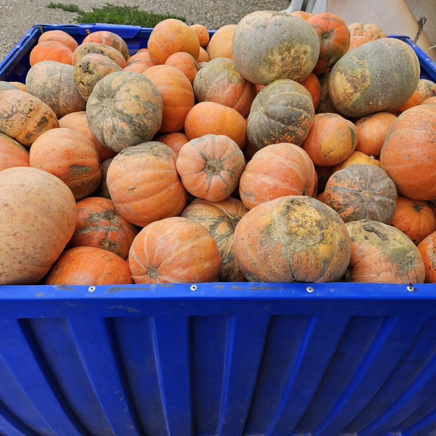 Овощи на корм животным