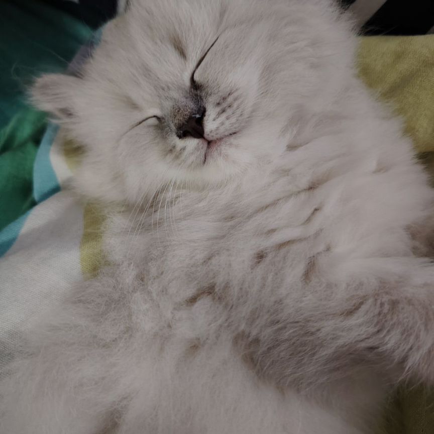 Невские маскарадные котята