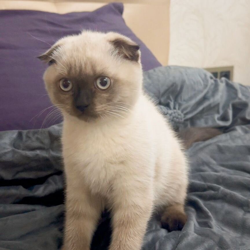 Шотландский вислоухий котенок