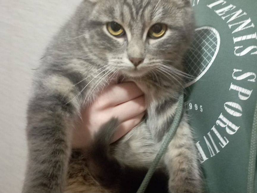 Кошка