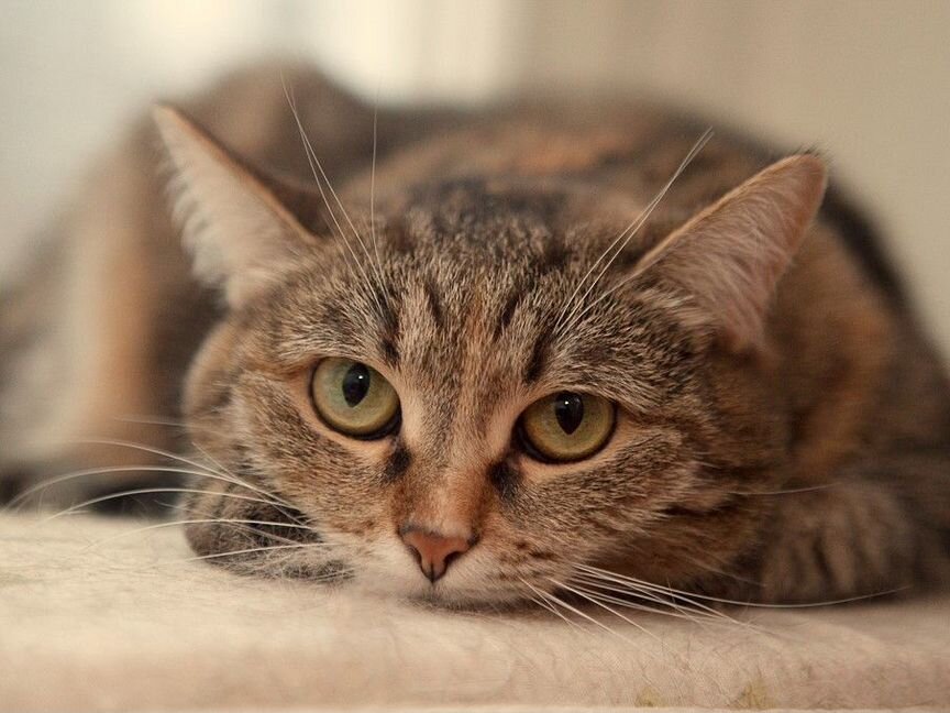 Кошечка Айка ищет дом