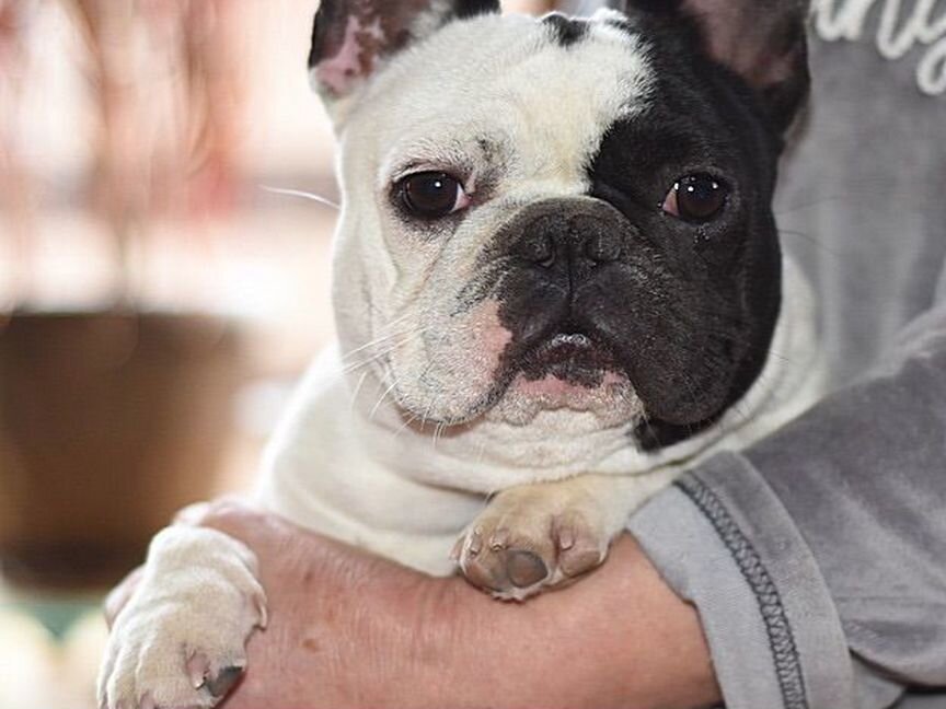 Французский бульдог Девочка 11 месяцев