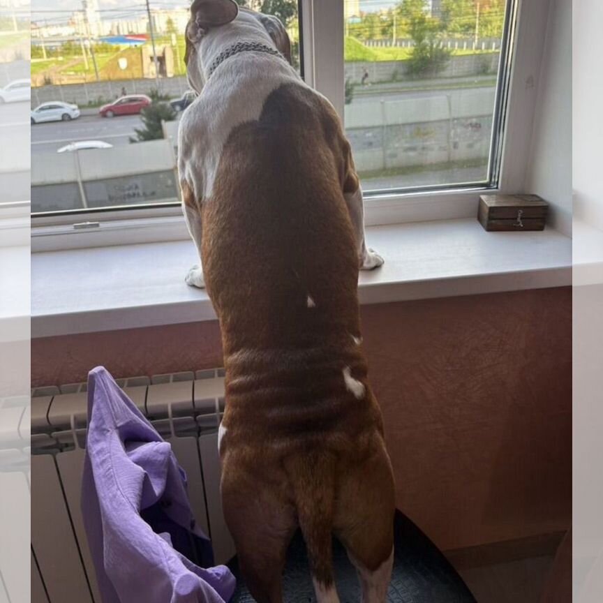 Американский стаффордширский терьер, взрослый пёс