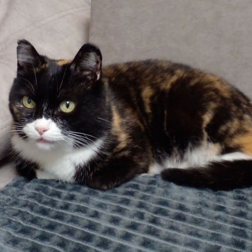 Сибирская, взрослая кошка