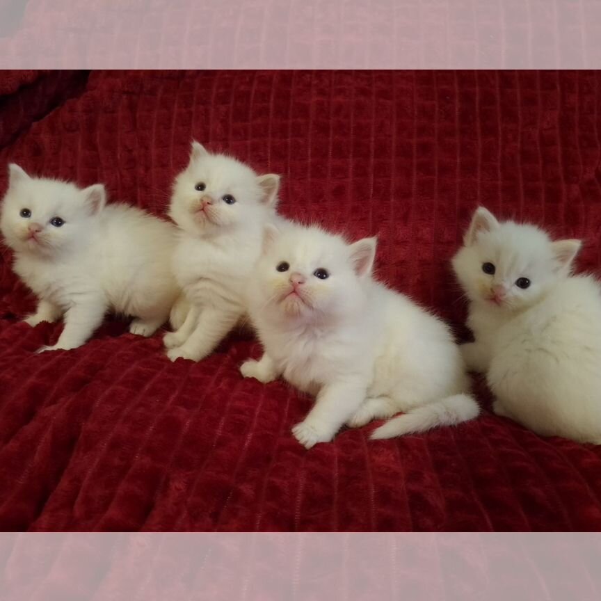 Рэгдолл котёнок