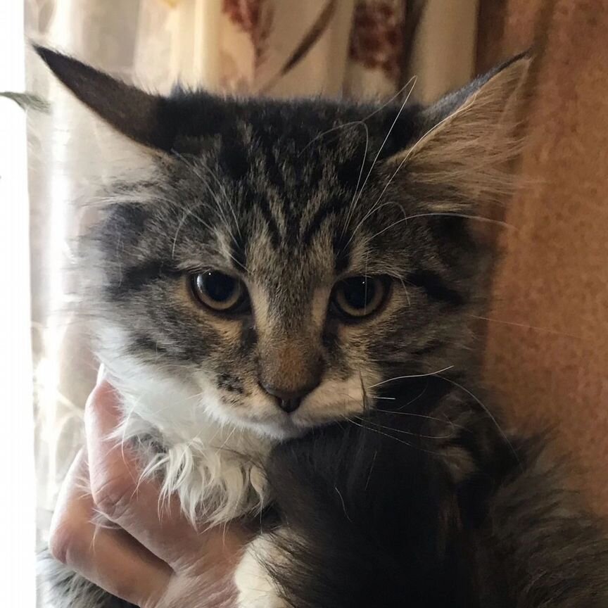 Котята ищут добрые ручки