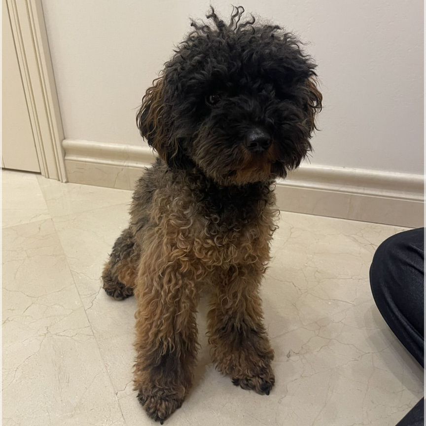 Пудель, взрослый пёс