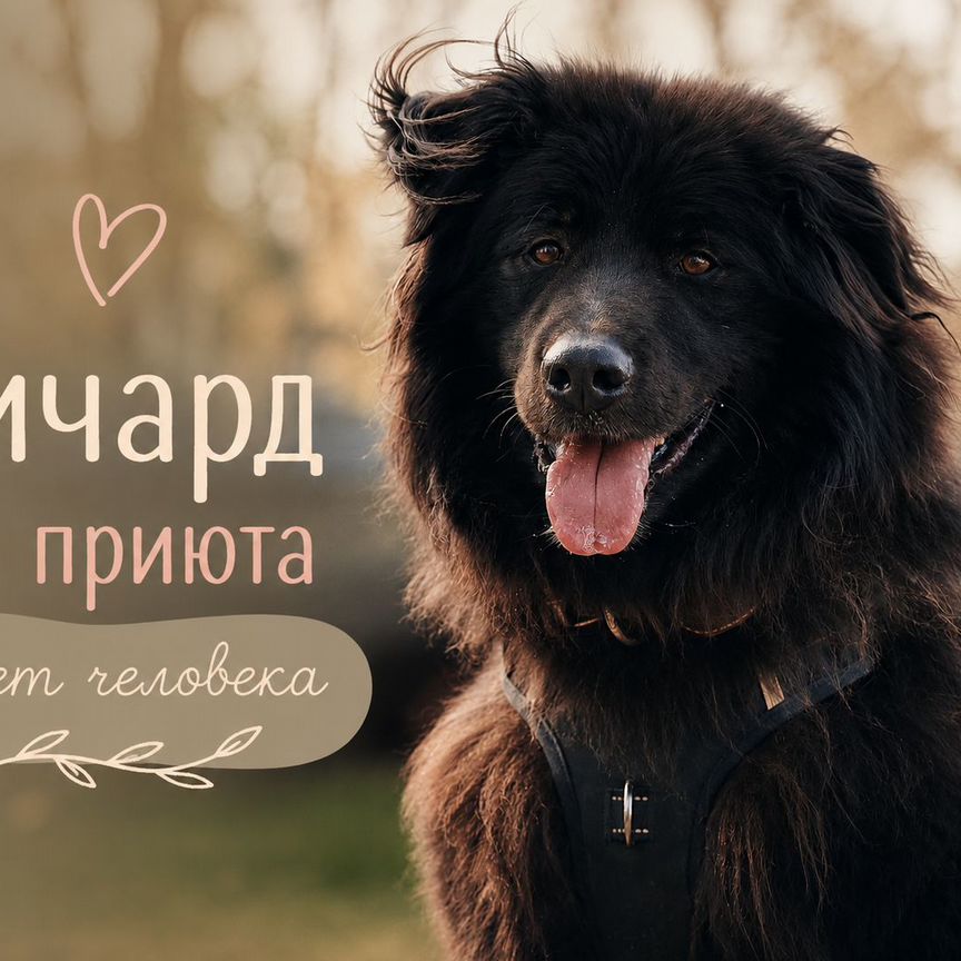 Взрослый пёс в добрые руки