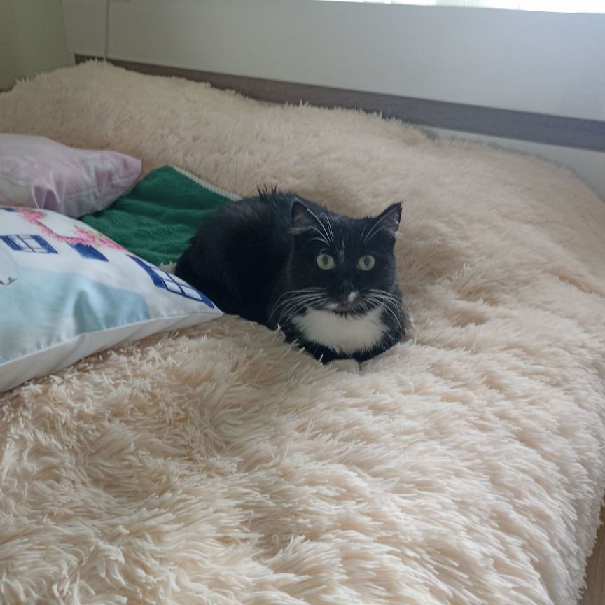 Котопёс Василиса