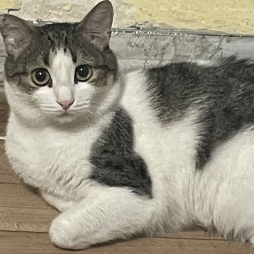 Отдам кота в добрые руки бесплатно