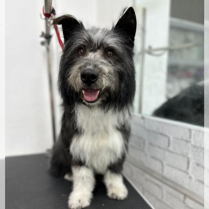 Брошенный пёсик ищет дом