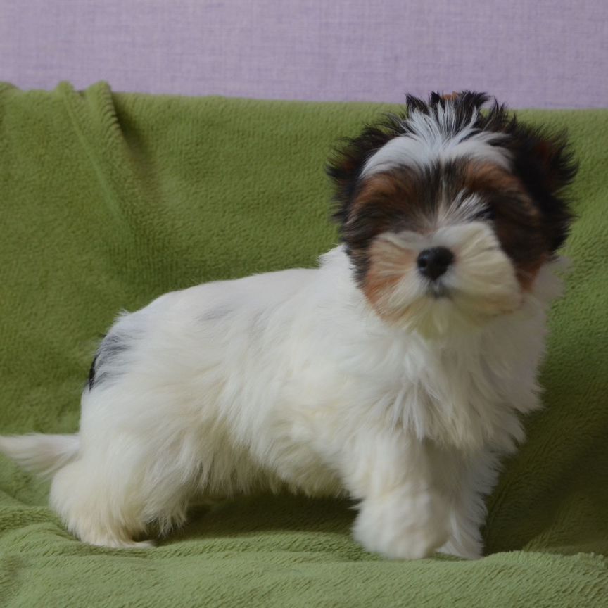 Бивер Девочка