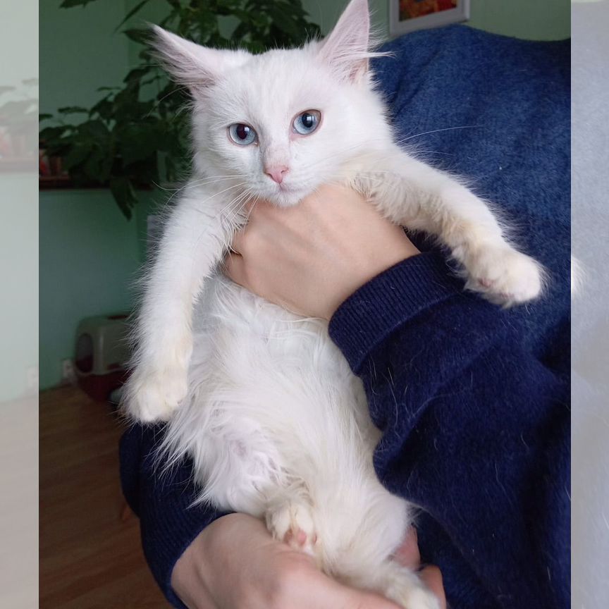 Котенок кошка в добрые руки