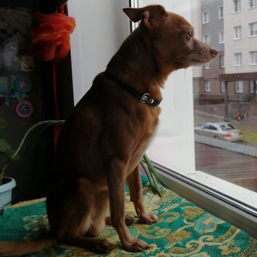 Русский той-терьер, взрослый пёс