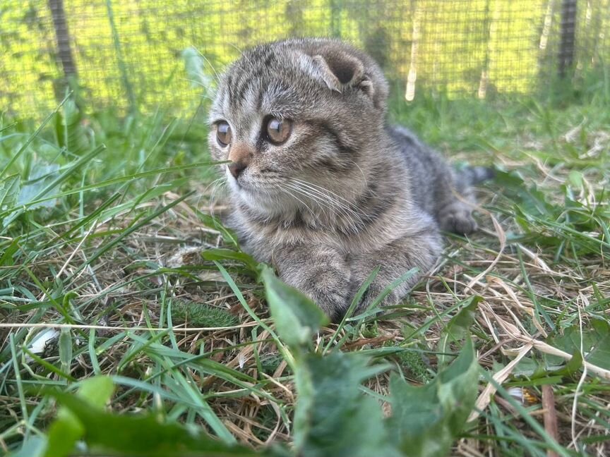 Шотландские котята