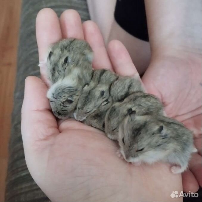 Джунгарский хомяк мальчик