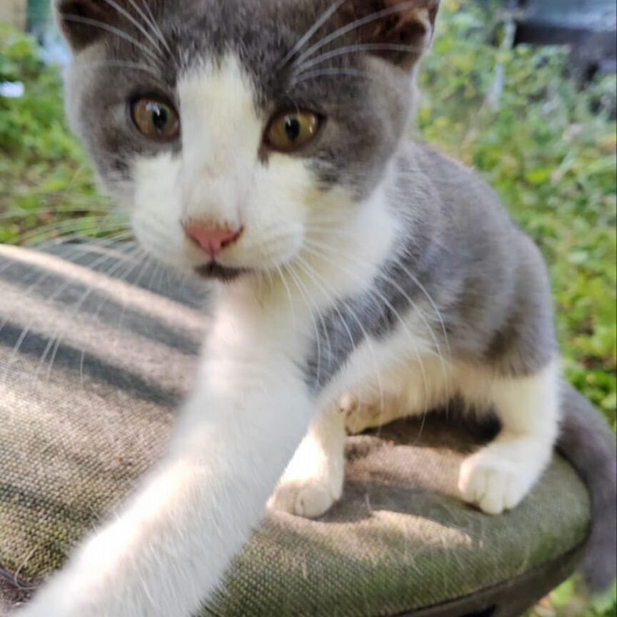 Котята 3 недели