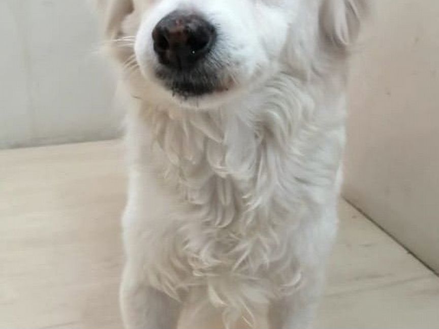 Собачка нерастучка в добрые руки