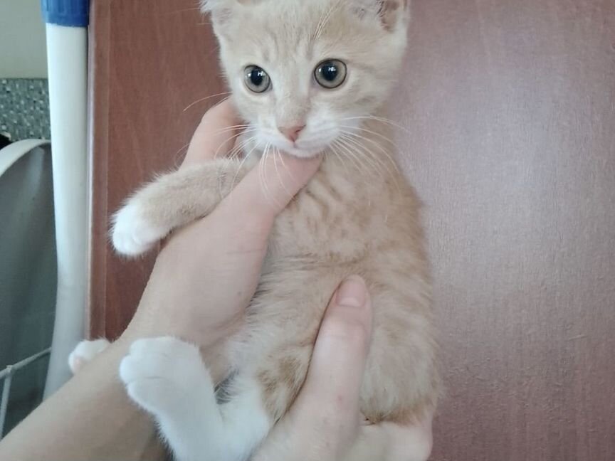 Котенок Мусик ищет дом