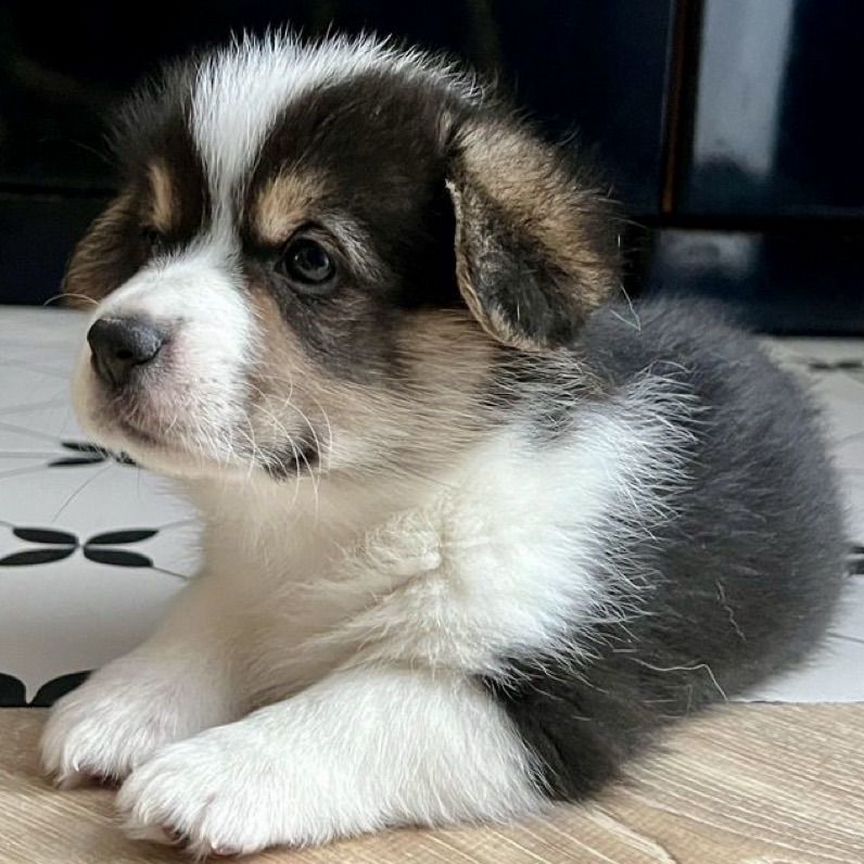 Вельш Корги Пемброк, щенок