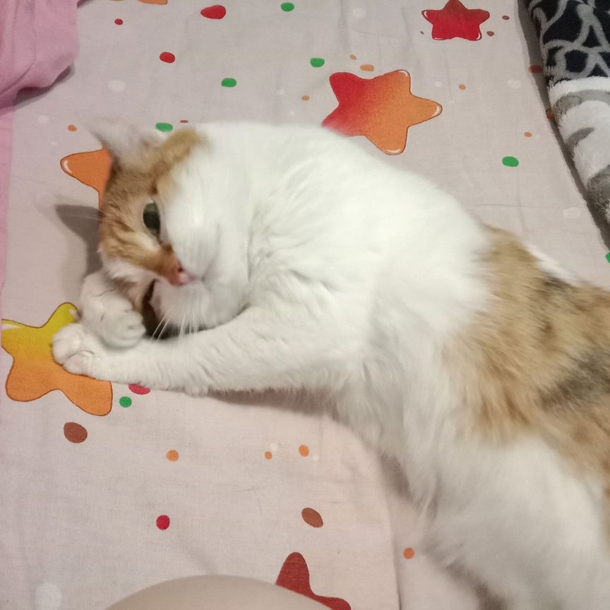 Трехшерстная кошка