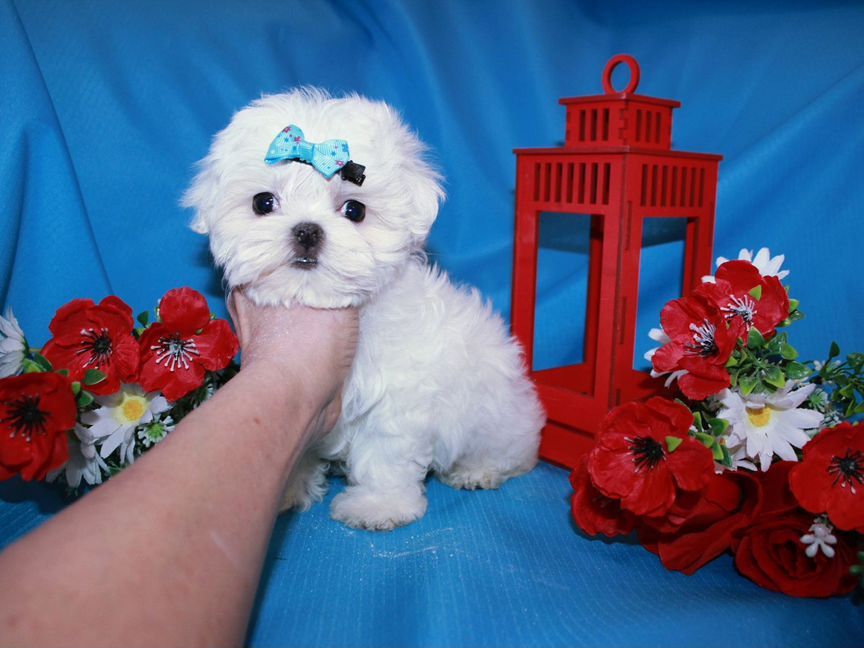 Чудесный мини мальчик 2 мес