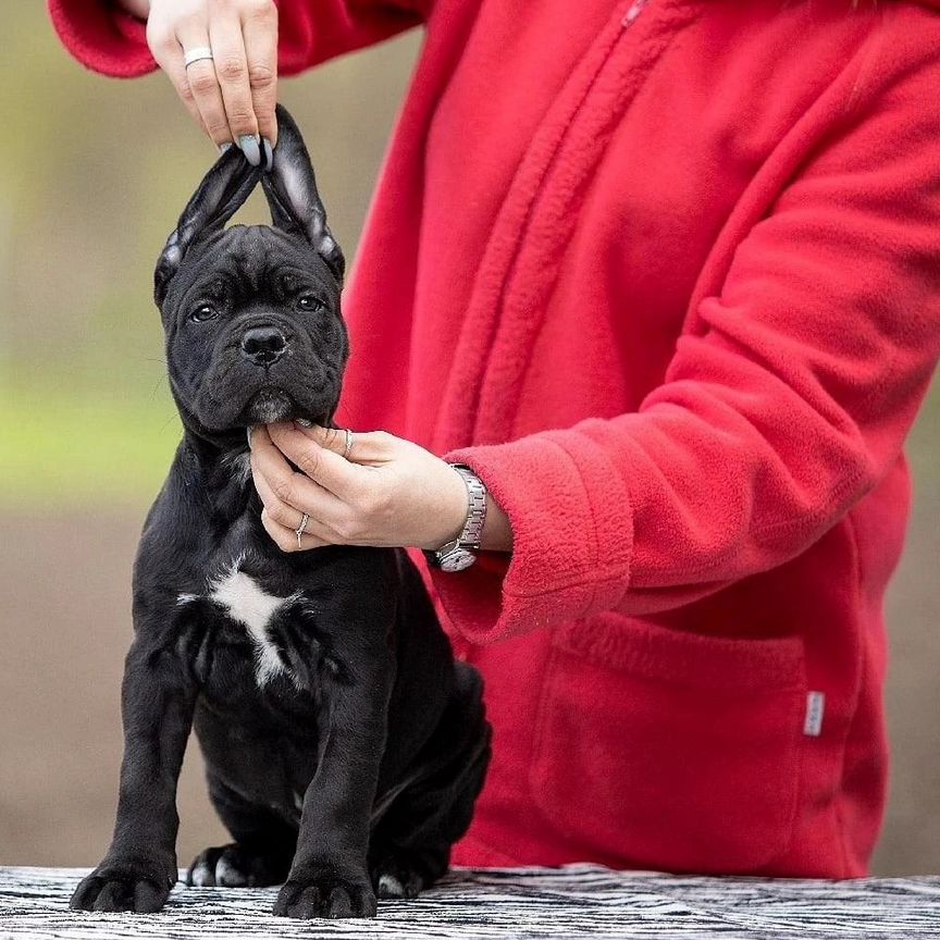 Щенки корсики