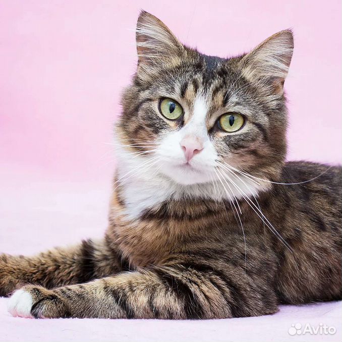 Пушистая Шарлотта ищет дом