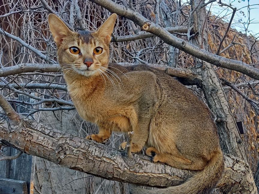 Абиссинский кот