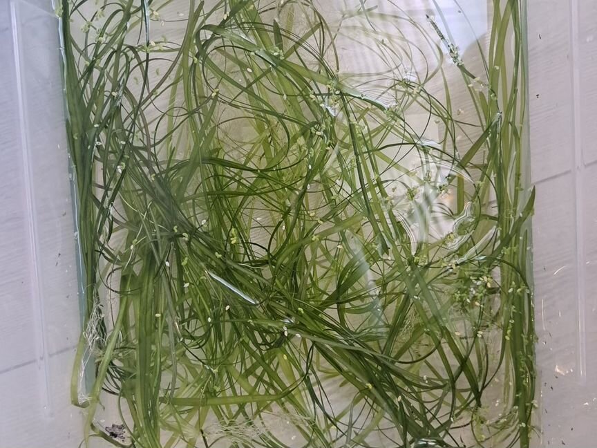 Валлиснерия прополка