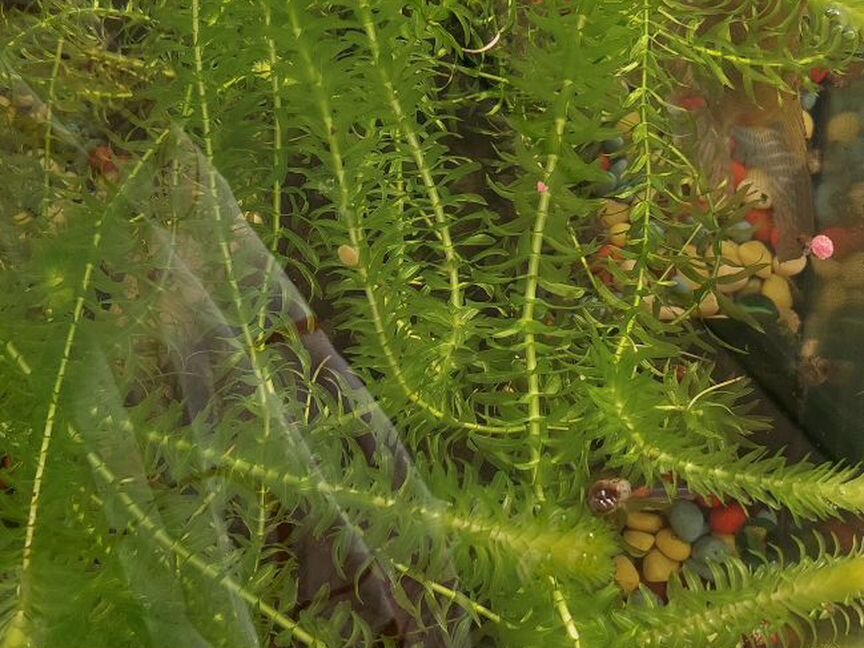 Элодея водоросли