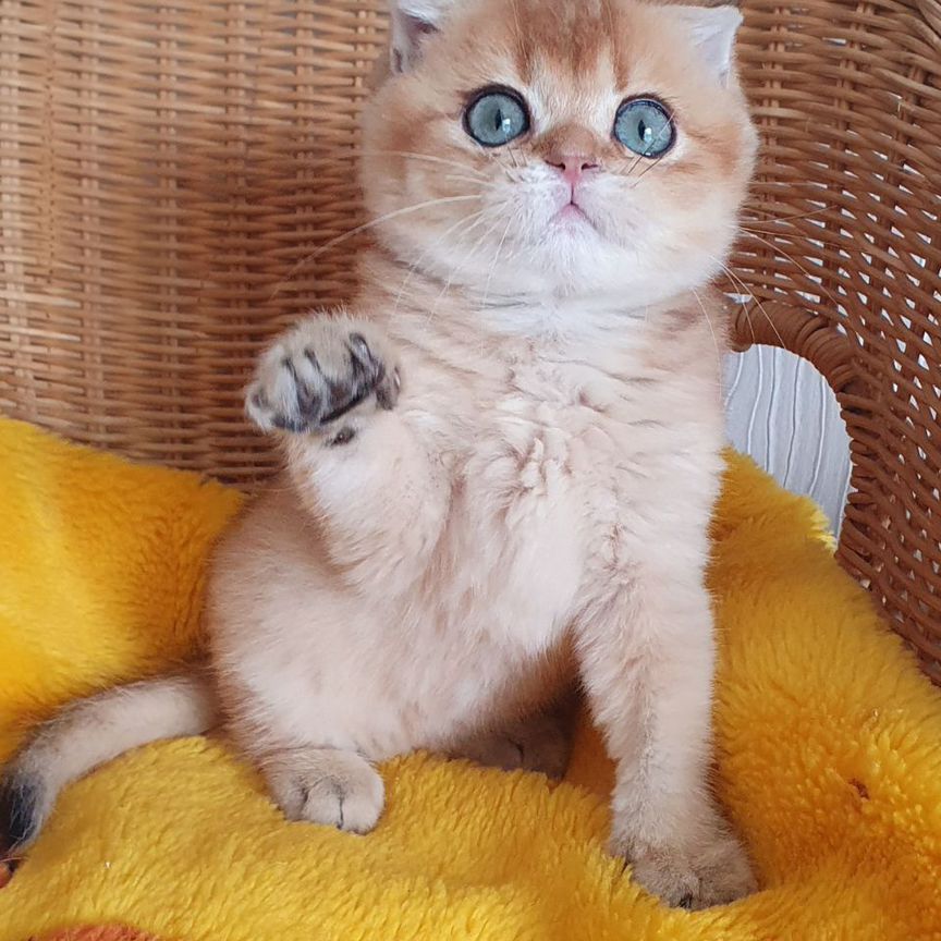 Золотой зеленоглазый котик